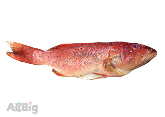 Red Garoupa Whole Cleaned (800G-1KG) – All Big Frozen Food Pte Ltd